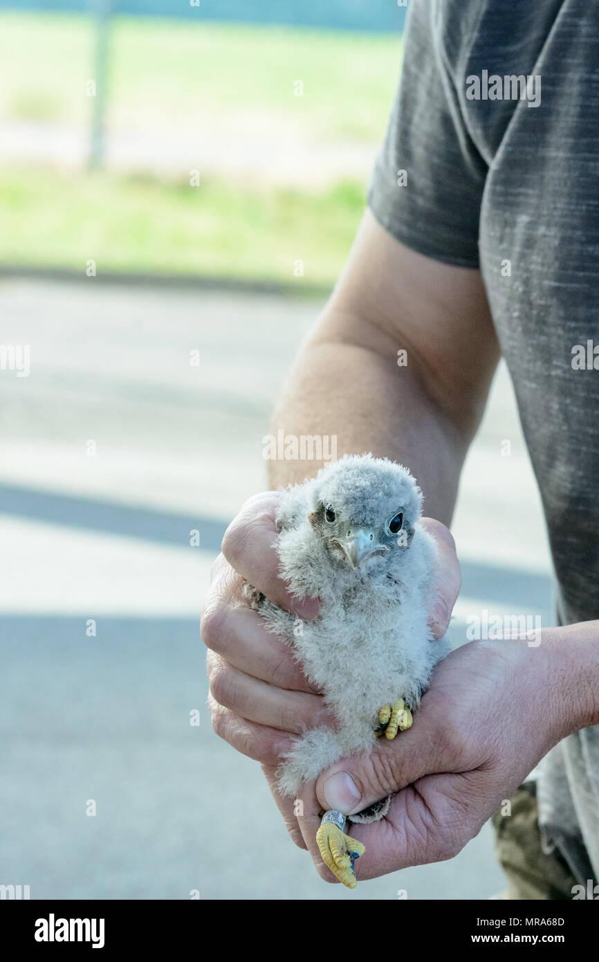 Eyas falcon hi-res stock photography and images - Alamy