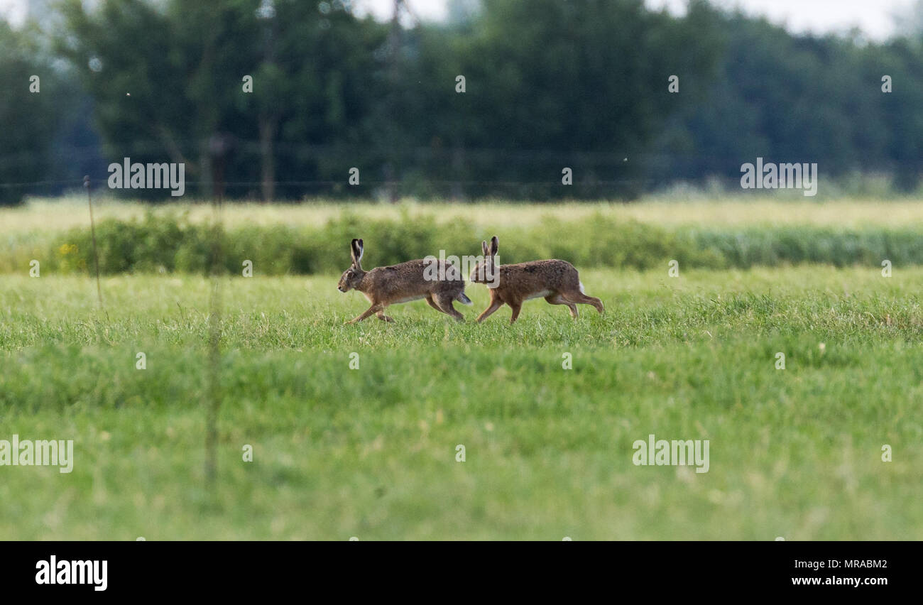 25 May 2018, Germany, Emden: Two hares running in a field. Photo ...