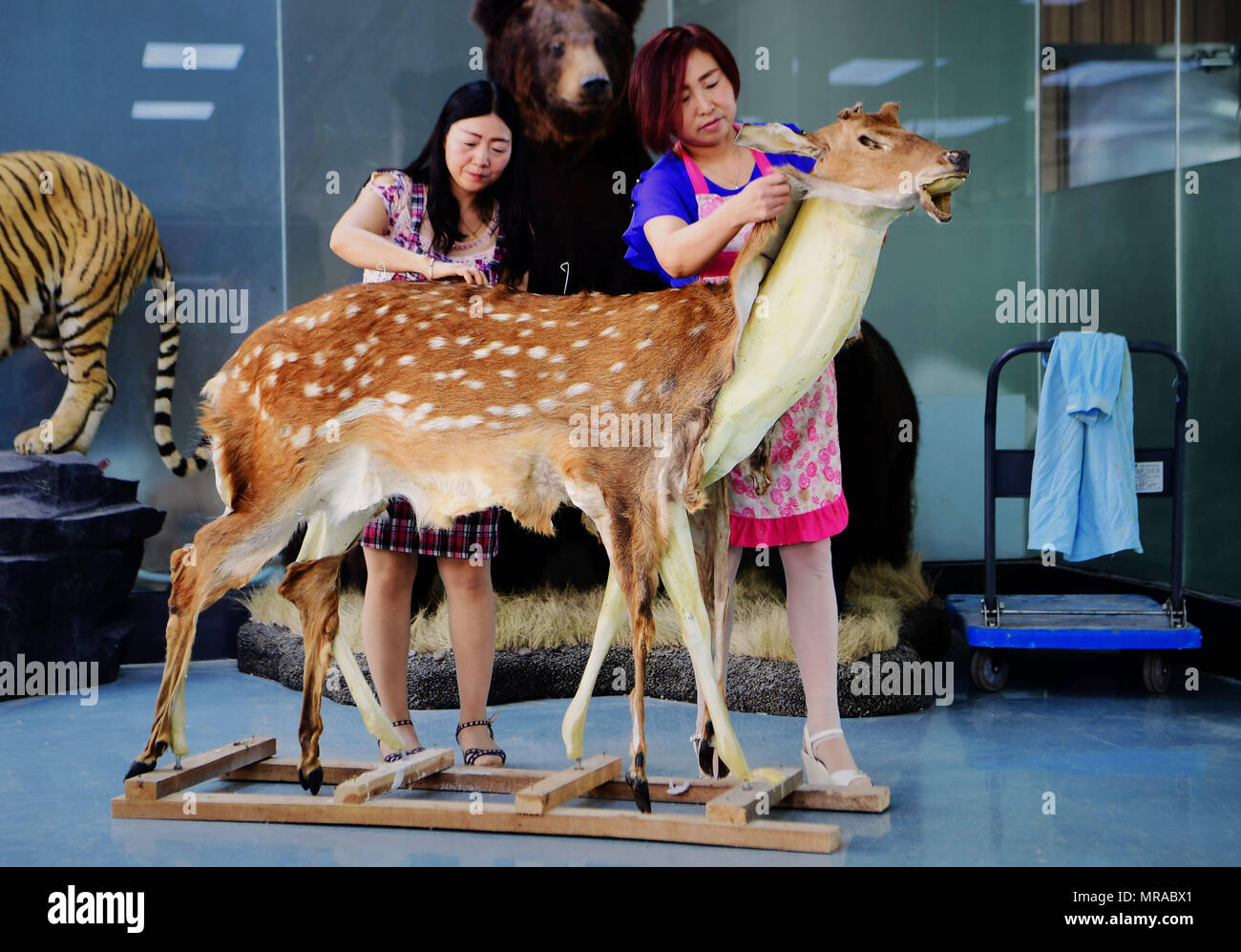 Fuzhou, China's Fujian Province. 23rd May, 2018. Animal sample makers ...