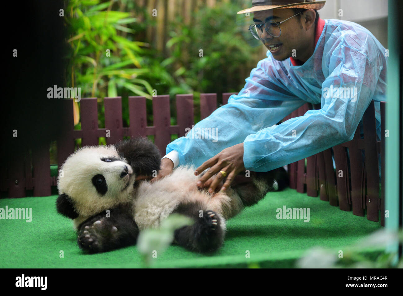 Panda offspring hi-res stock photography and images - Alamy