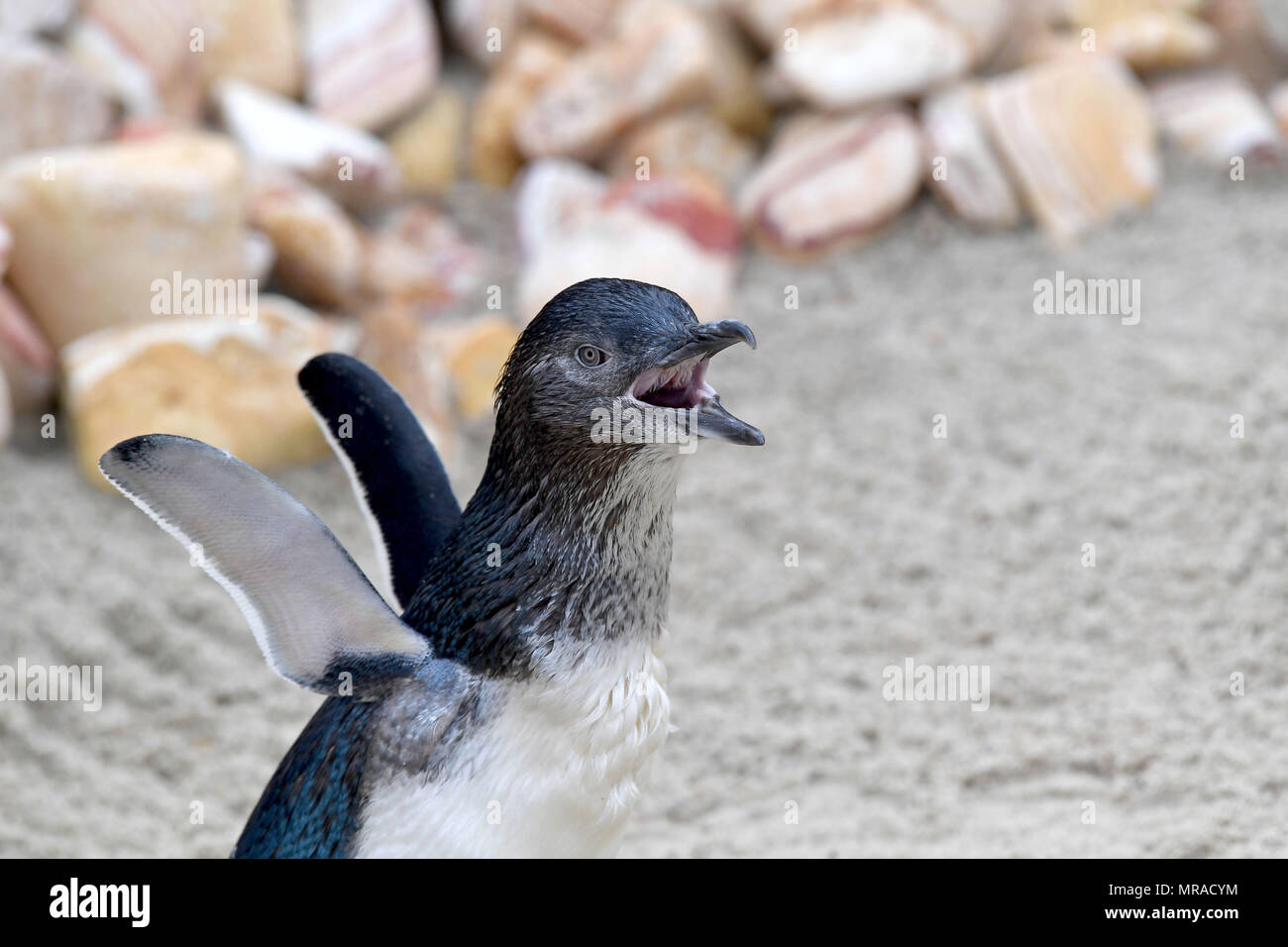 Little blue fairy penguin hi-res stock photography and images - Alamy