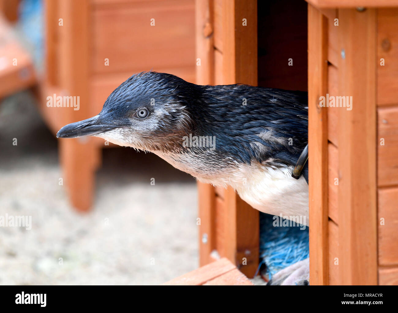 Little blue fairy penguin hi-res stock photography and images - Alamy
