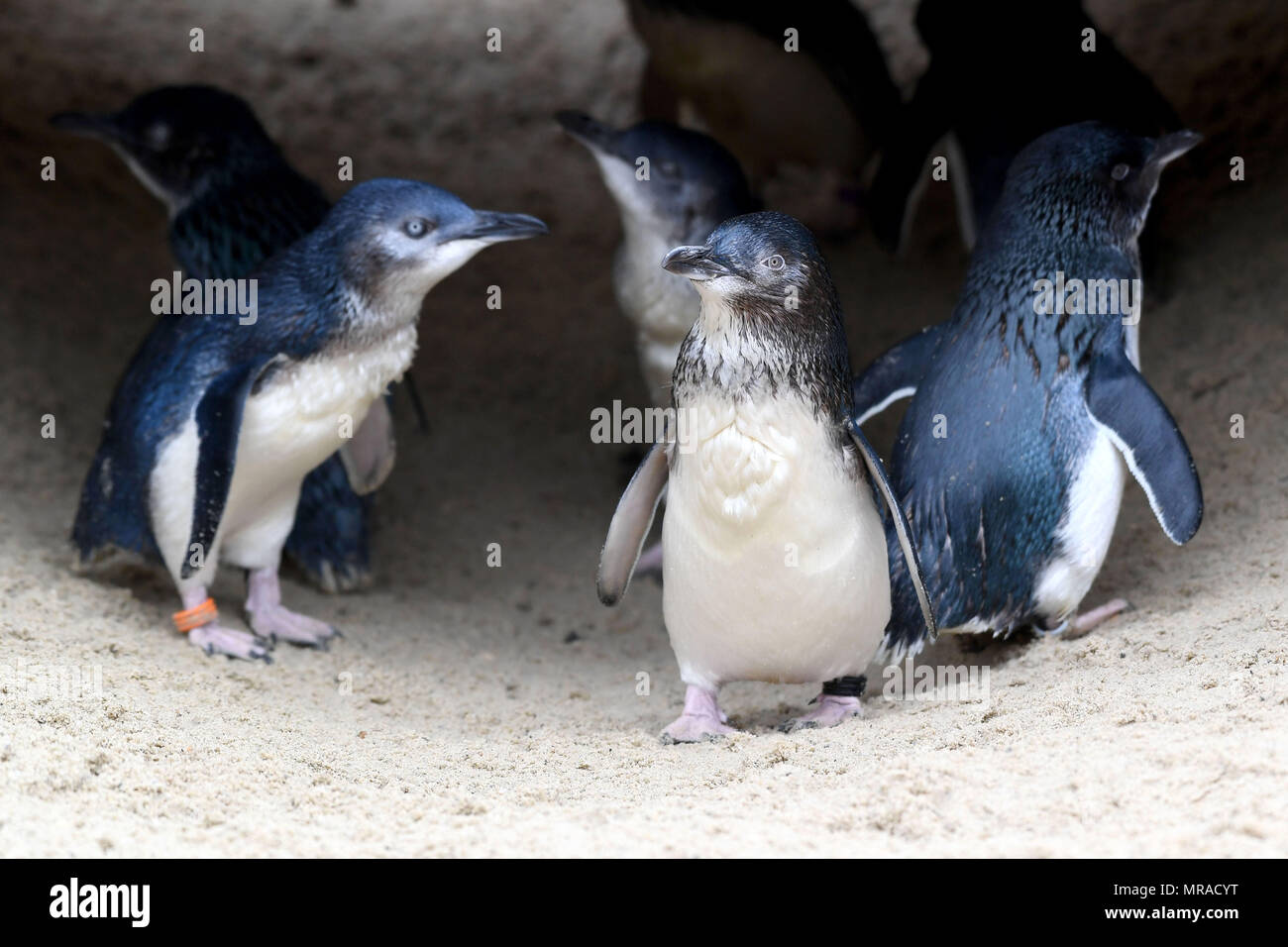 Little blue fairy penguin hi-res stock photography and images - Alamy
