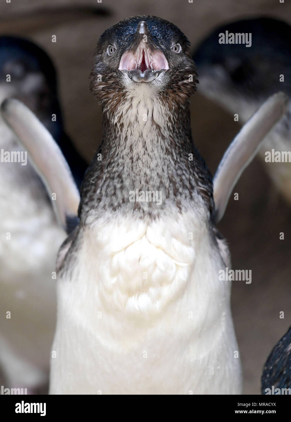Little blue fairy penguin hi-res stock photography and images - Alamy