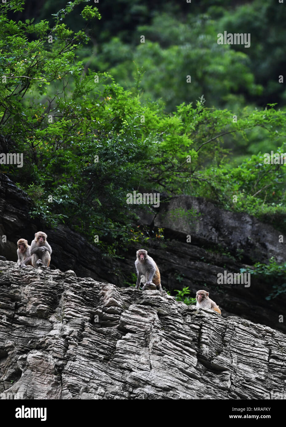Wushan small three gorges hi-res stock photography and images - Alamy