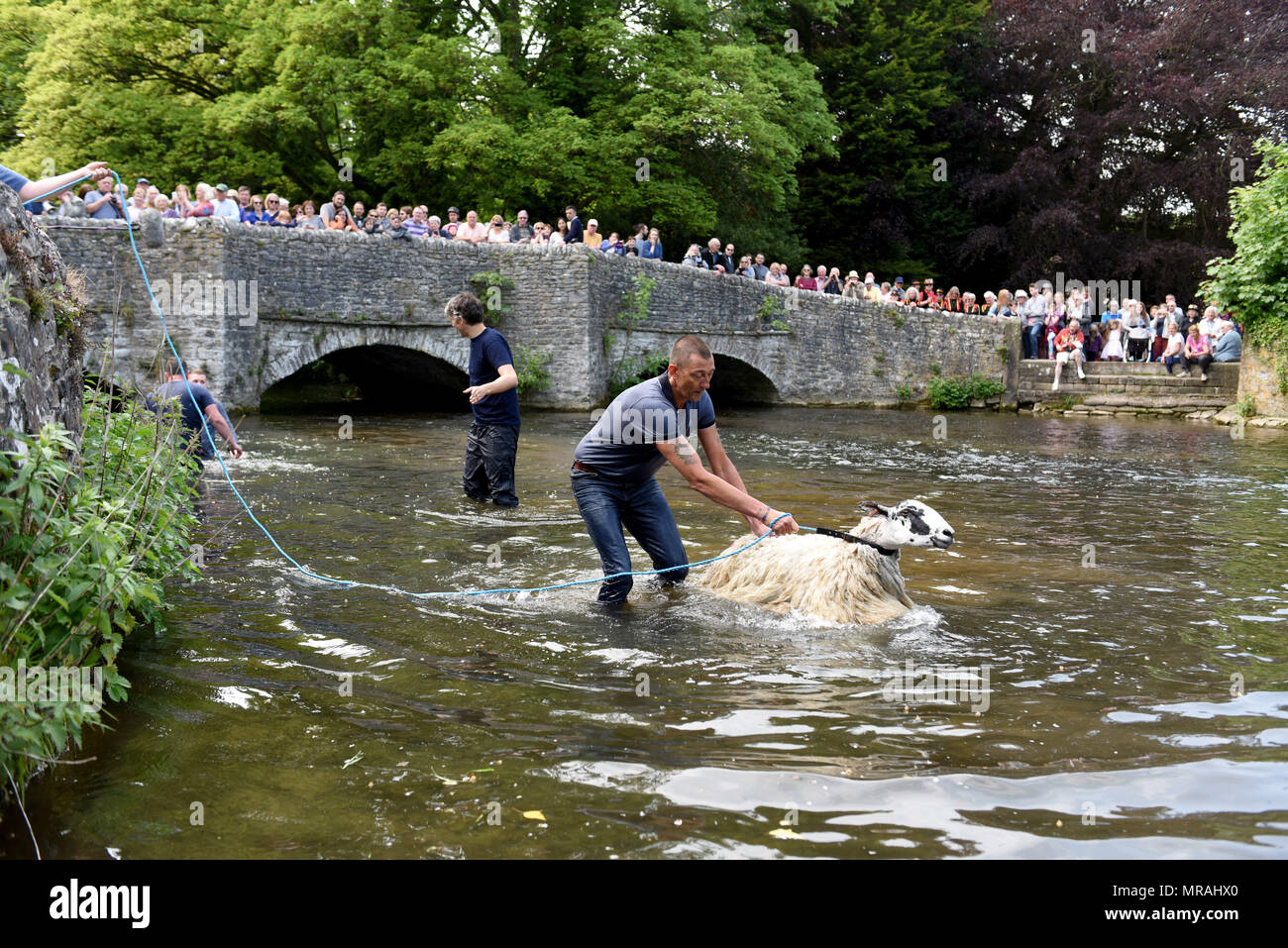 Ashford in the Water, Derbyshire, Uk Farmers dipping their sheep in the ...