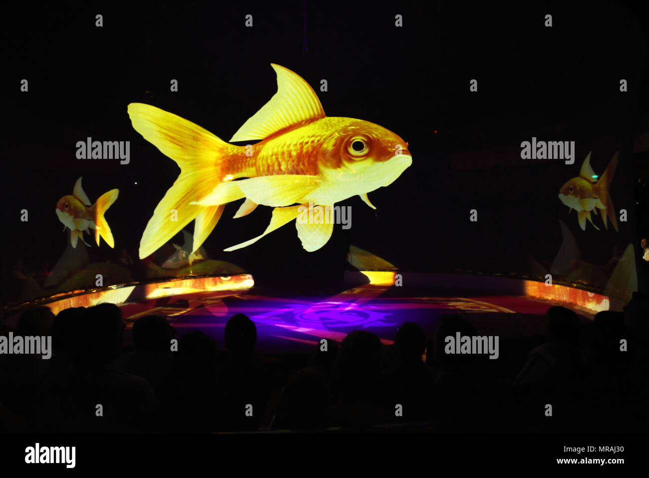 Circus roncalli fish hi-res stock photography and images - Alamy