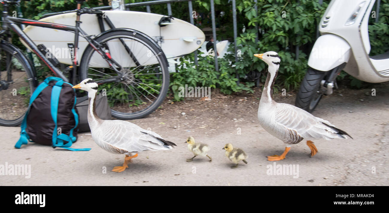 23 May 2018, Germany, Munich: Two bar-headed geese and their chicks ...