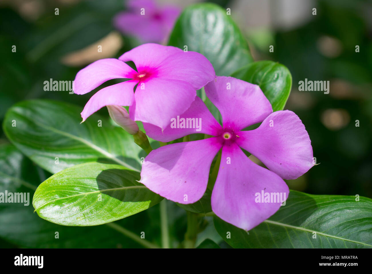 Rosy periwinkle hi-res stock photography and images - Alamy