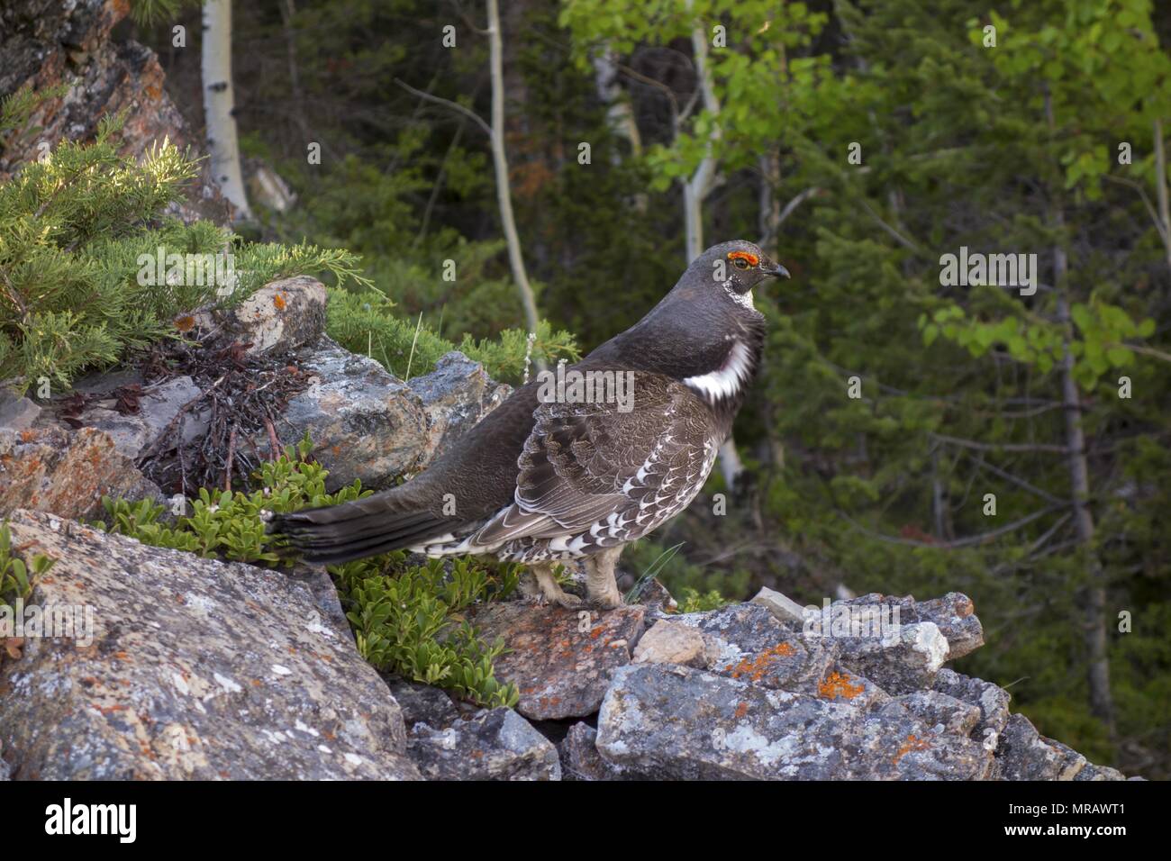 Grouse in canadian rockies hi-res stock photography and images - Alamy