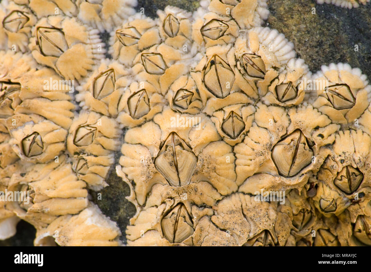 Pretty Marsh barnacles, Acadia National Park, Maine Stock Photo - Alamy
