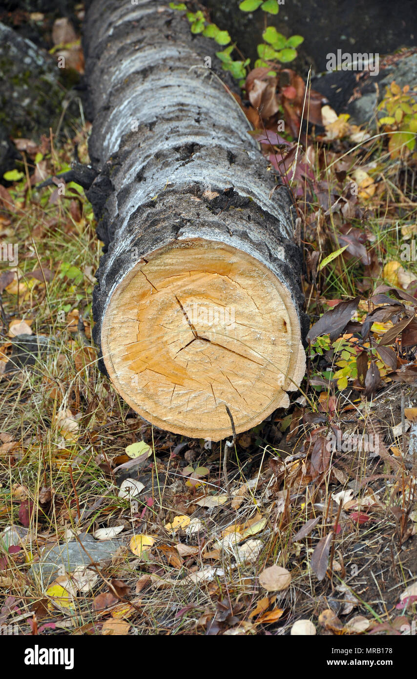 Log on forest floor hi-res stock photography and images - Alamy