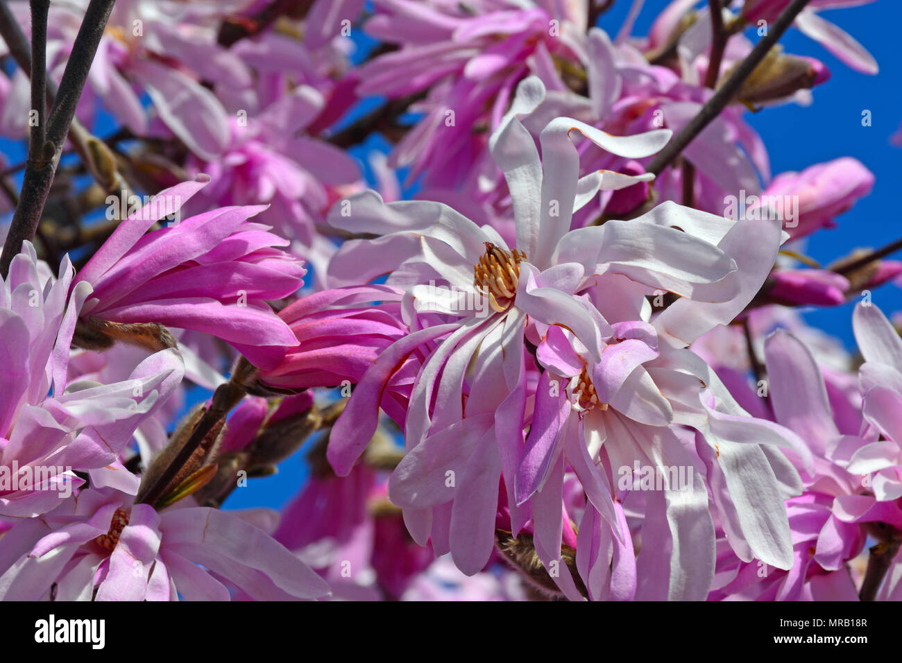 Beautiful pink magnolia blossoms hi-res stock photography and images ...