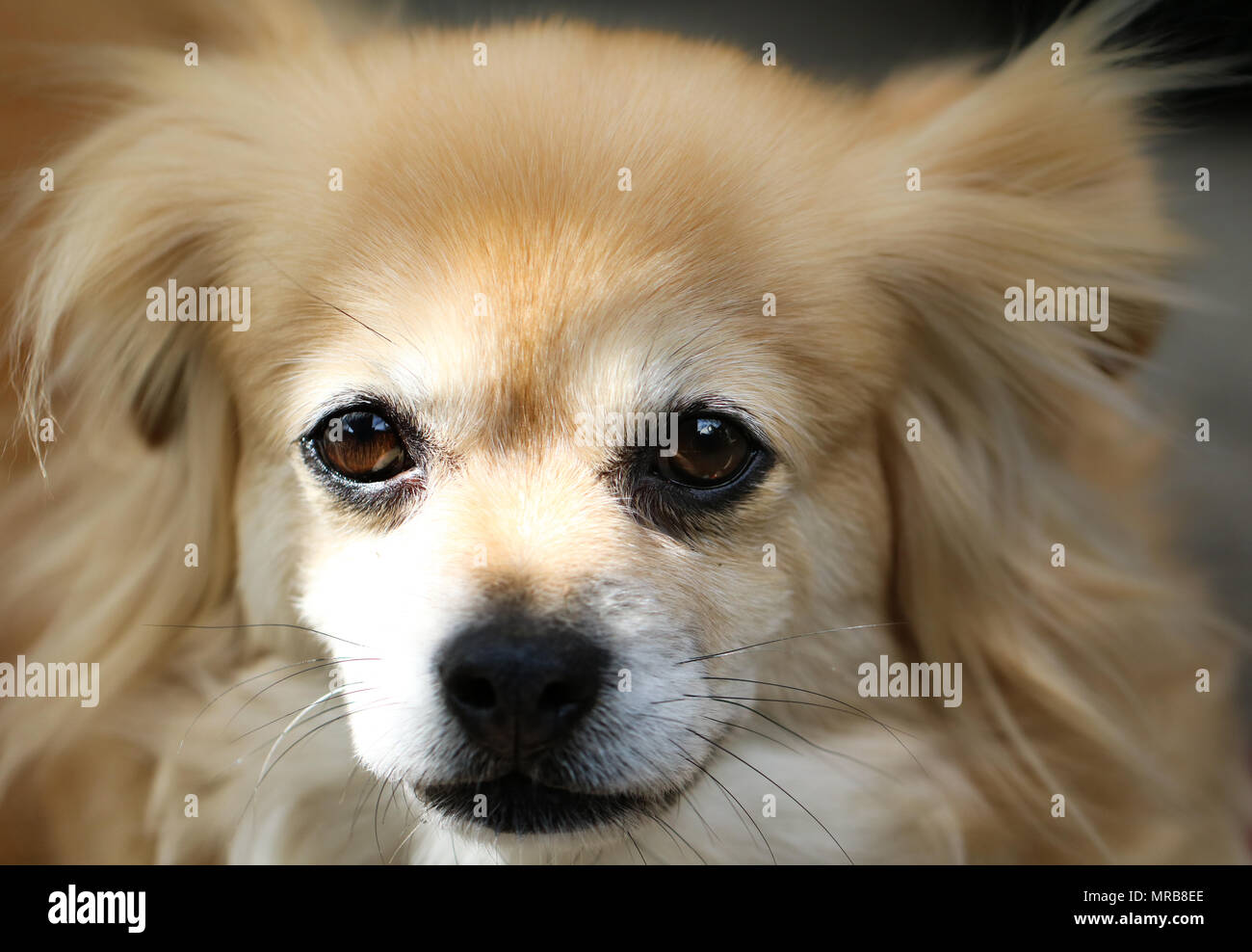 Closeup of dog face hi-res stock photography and images - Alamy
