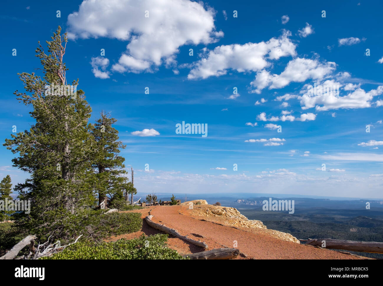 Utah bryce canyon national park bristlecone pine hi-res stock ...
