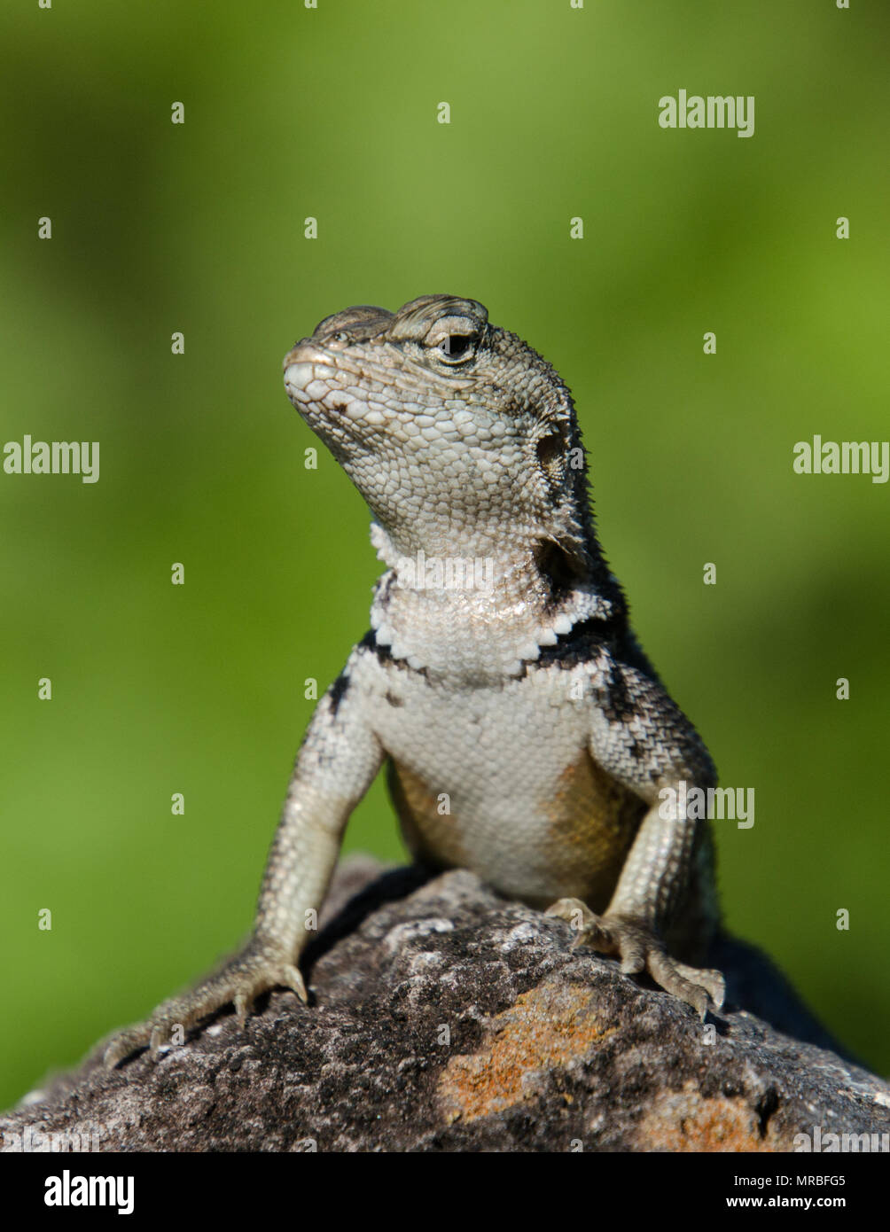 Lava lizard on rock with green natural background - North Seymour ...