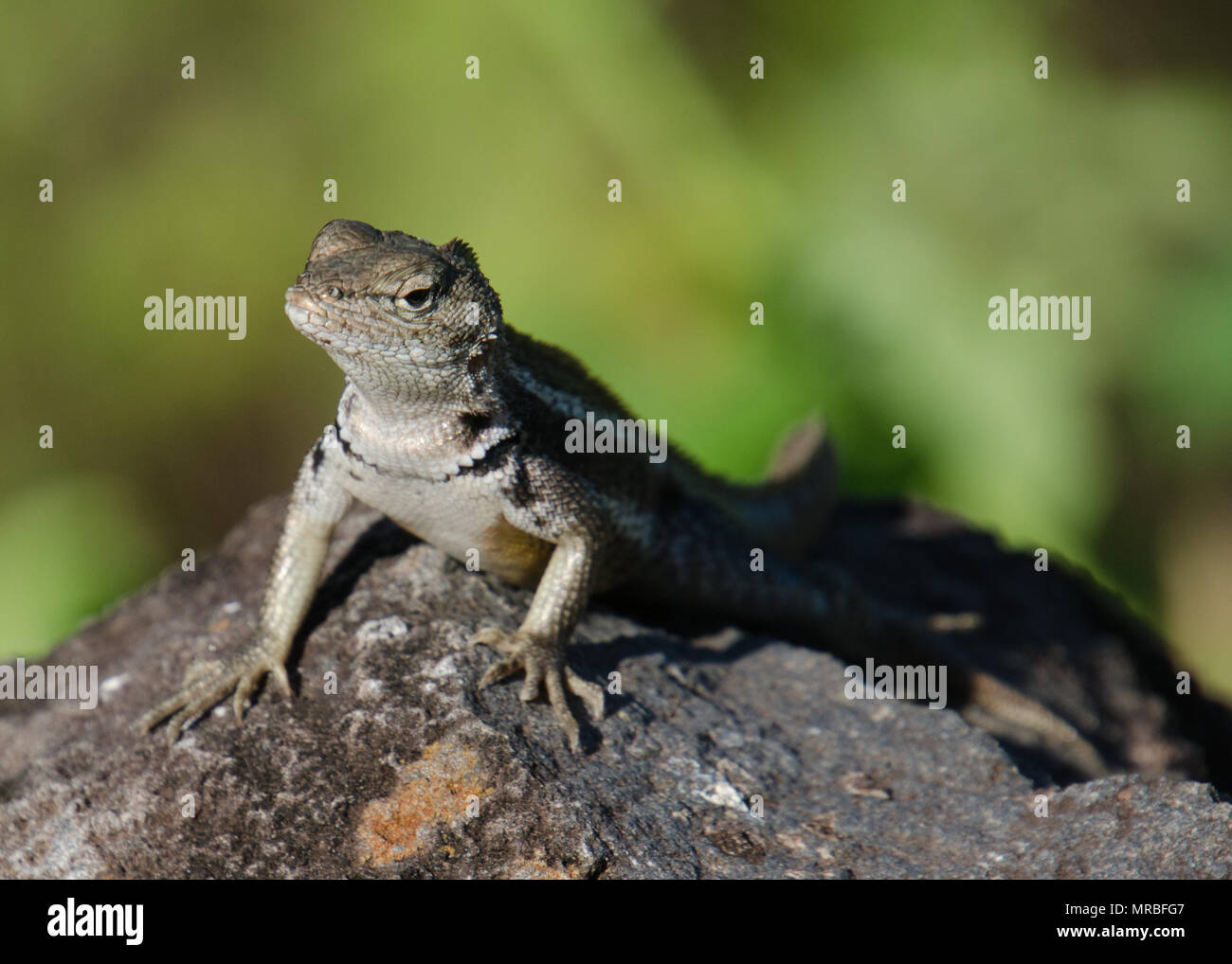 Lava lizard on rock with green natural background - North Seymour ...