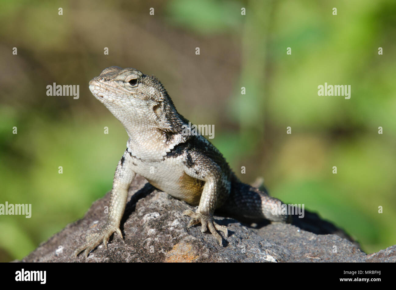 Lizard on rock hi-res stock photography and images - Alamy