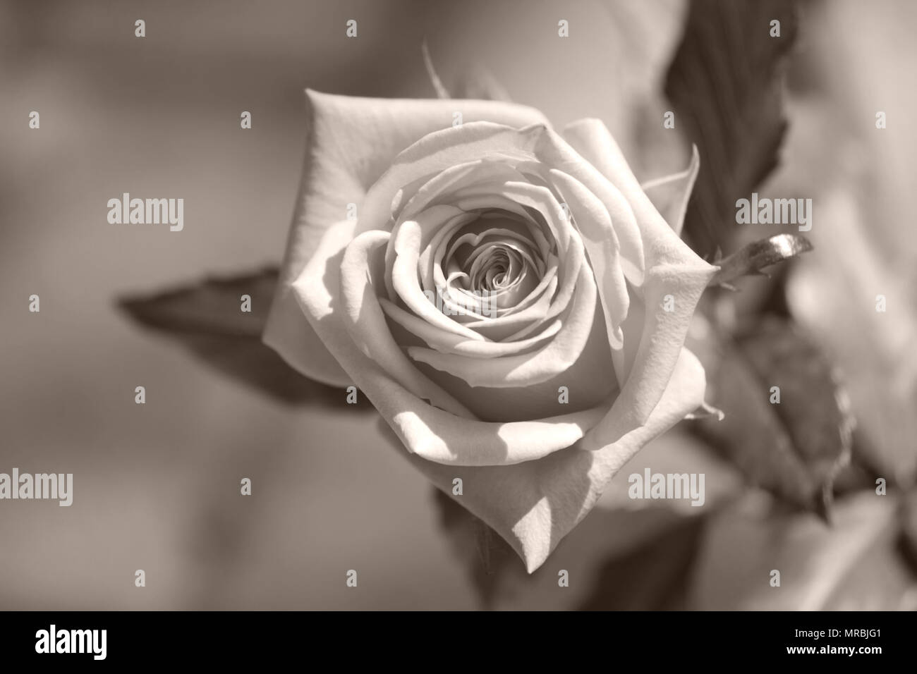 Close look of a rose standing alone on the field Stock Photo - Alamy
