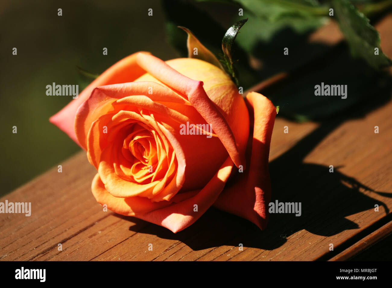 Close look of a rose standing alone on the field Stock Photo - Alamy