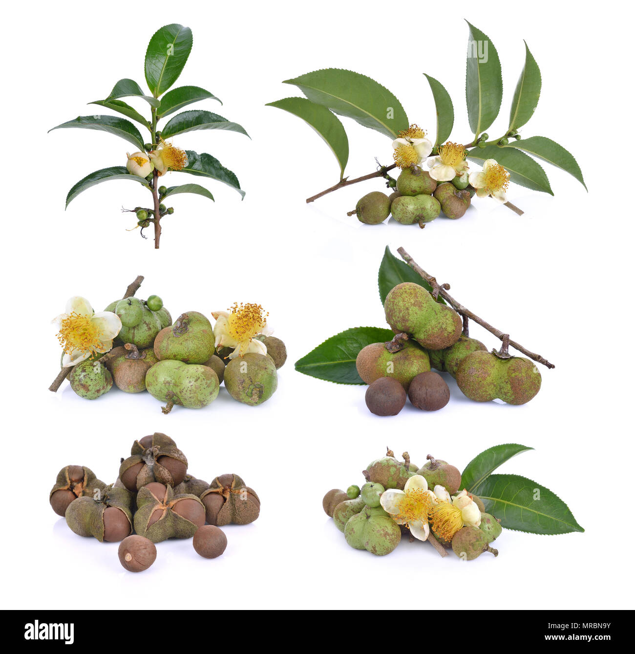 Camellia seed hi-res stock photography and images - Alamy