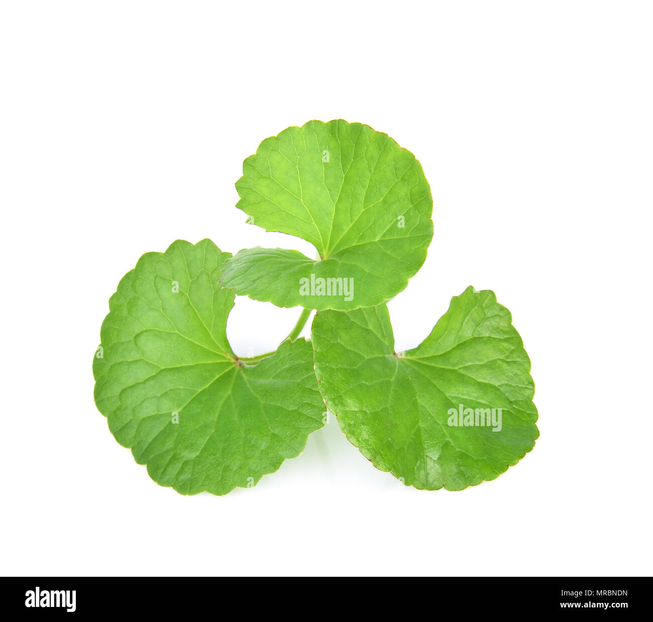 Indian pennywort (centella asiatica) hi-res stock photography and ...