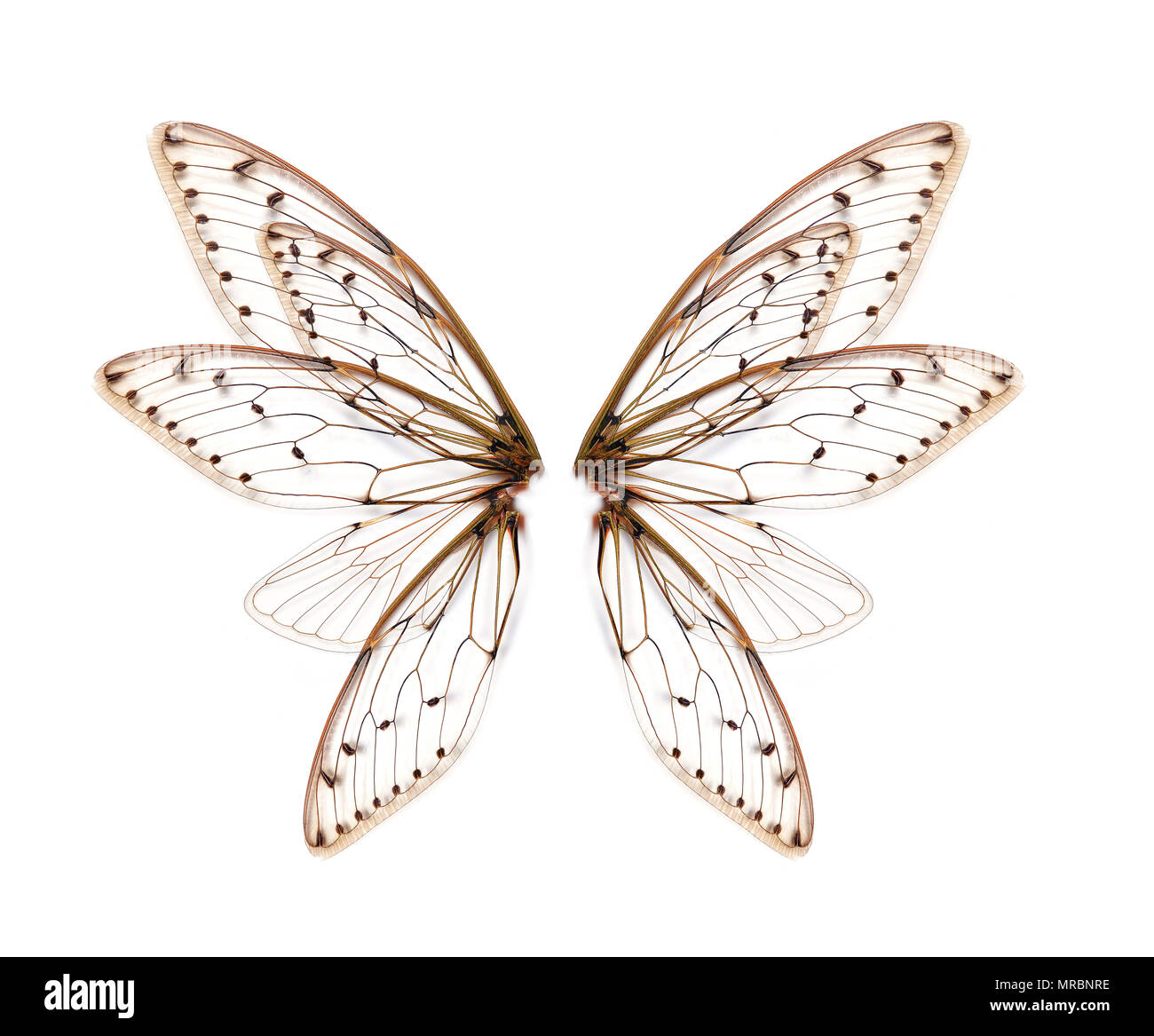 wings of Insect cicada on white bacground Stock Photo - Alamy