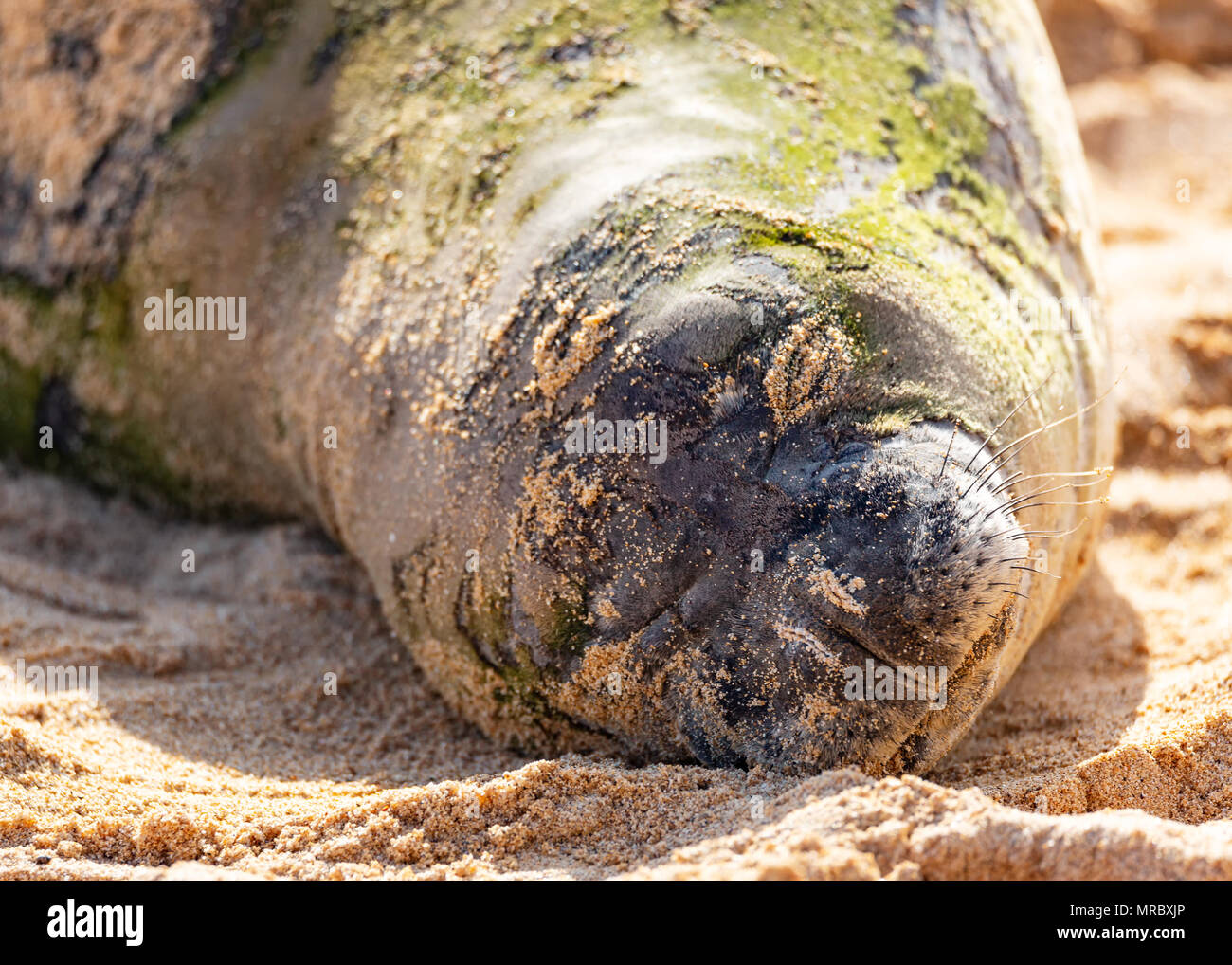 An endangered Hawaiian munk seal rests in the sun on Kauai, Hawaii ...