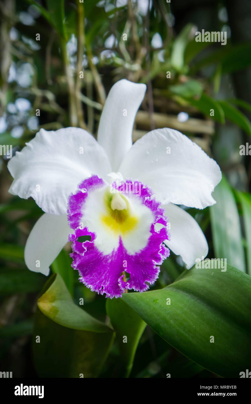 Cattaleya orchid hi-res stock photography and images - Alamy