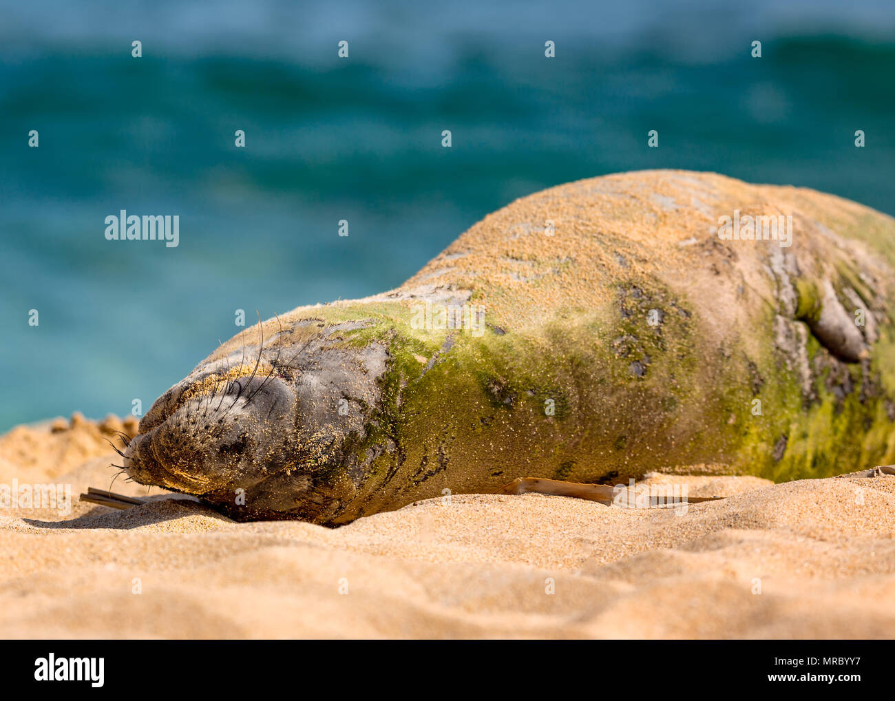 An endangered Hawaiian munk seal rests in the sun on Kauai, Hawaii ...