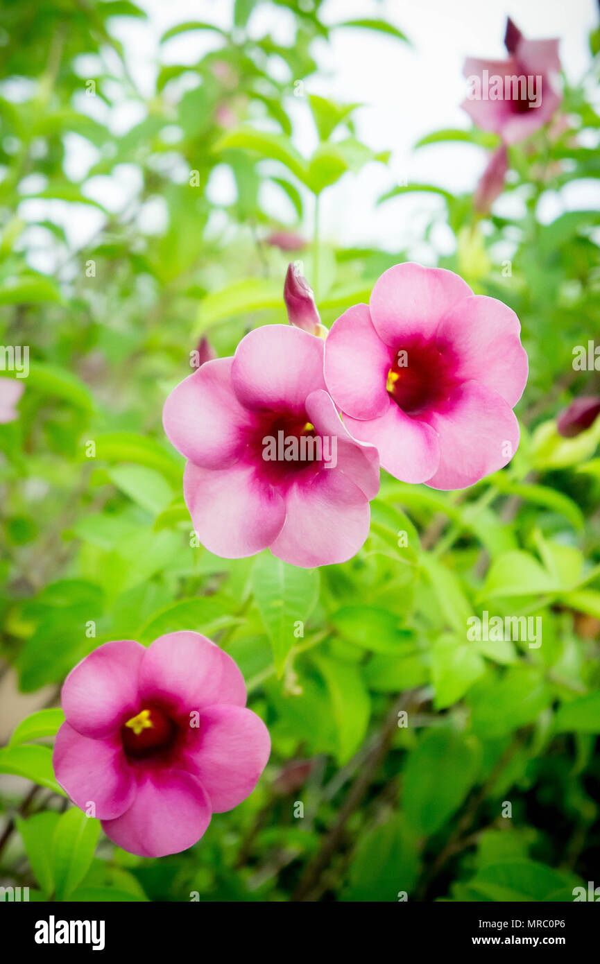 Purple Bignonia flowers , plant flowers growing and blooming on happy ...