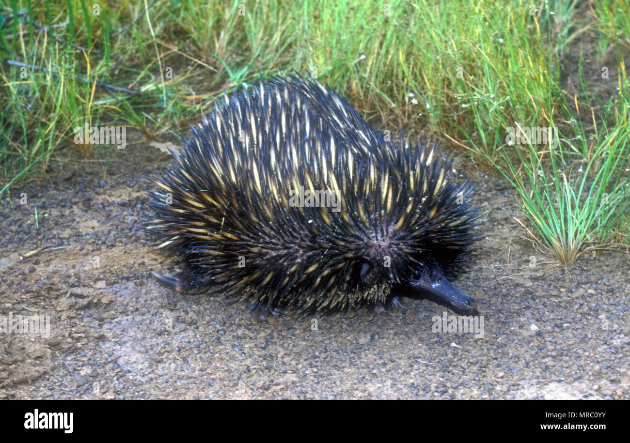Echidna sometimes known as spiny anteaters belong to the family ...