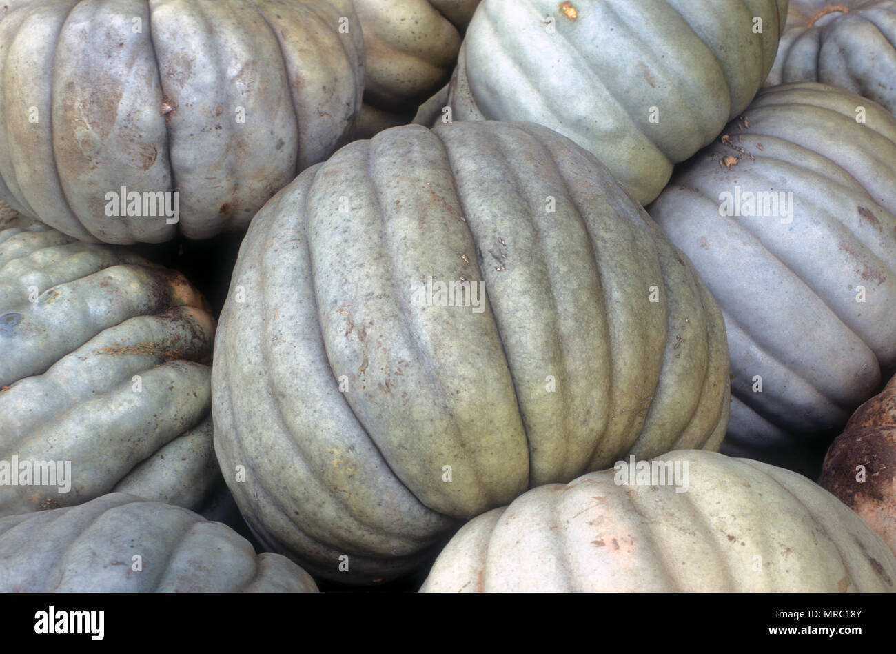 Cucurbitaceae Stock Photos & Cucurbitaceae Stock Images - Alamy