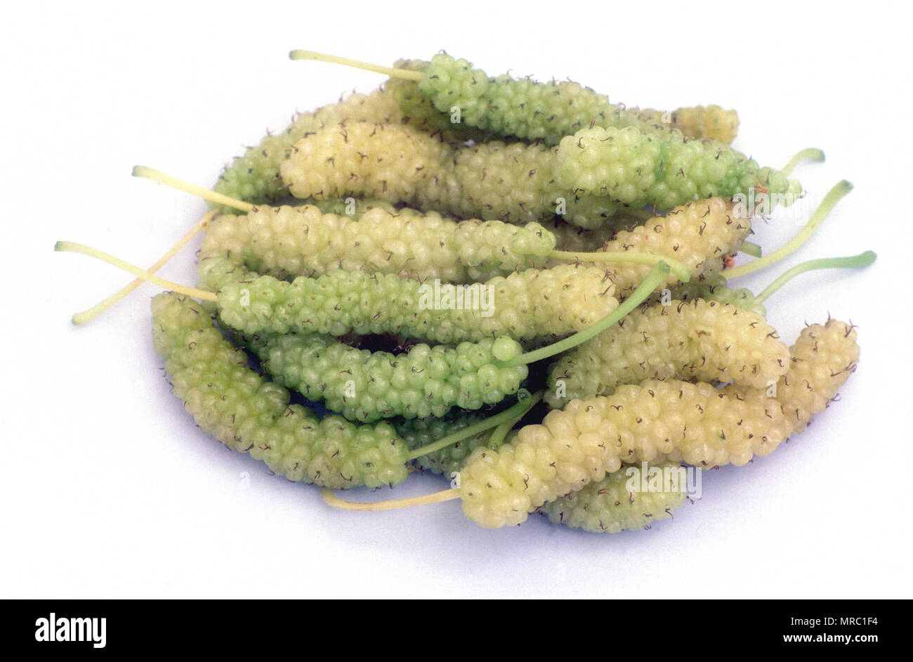 King white mulberries hi-res stock photography and images - Alamy