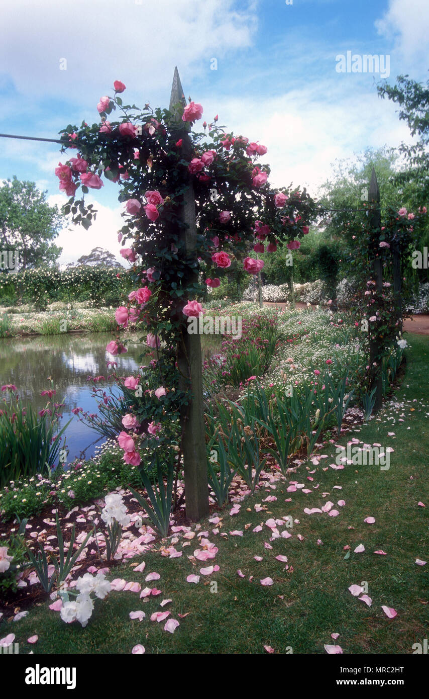 Roses Garden Climbing High Resolution Stock Photography and Images - Alamy