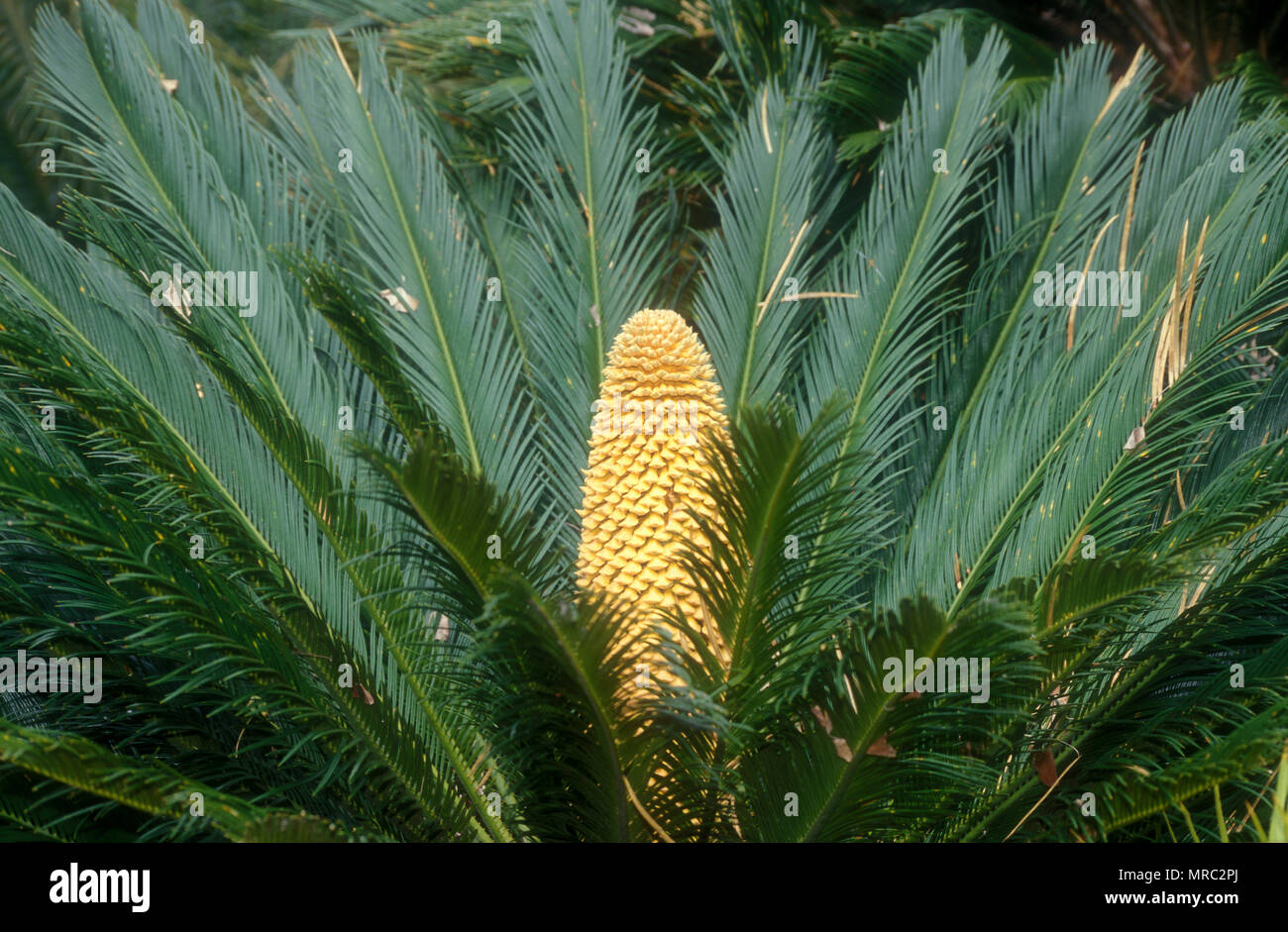 MALE CONE OF CYCAD PALM (CYCAS REVOLUTA Stock Photo - Alamy