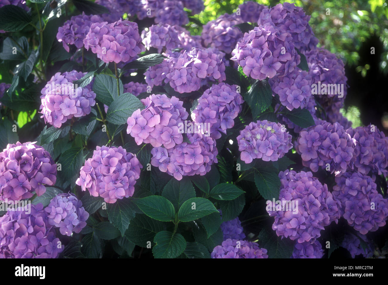MAUVE HYDRANGEA MACROPHYLLA FLOWERS Stock Photo - Alamy