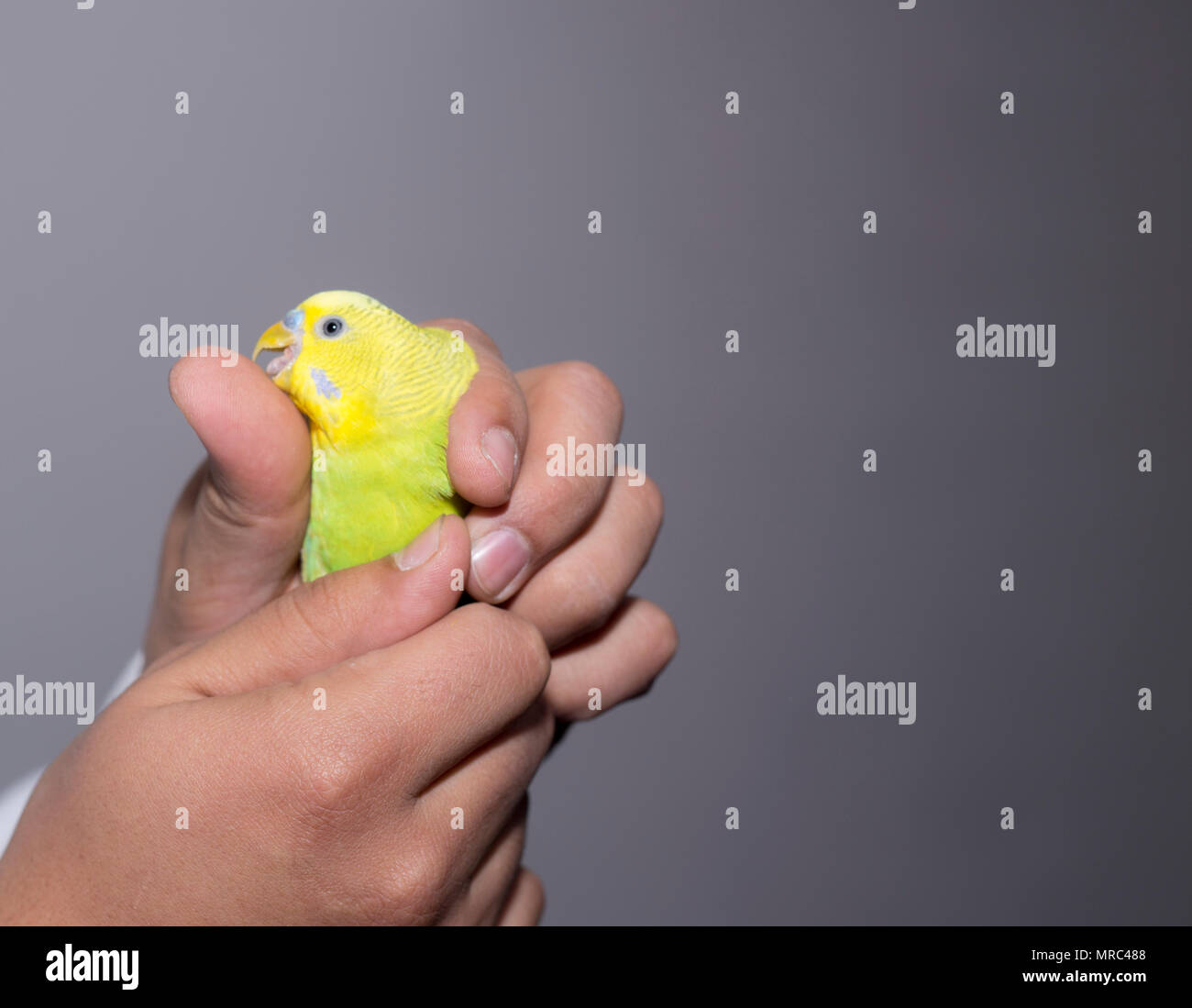 Wavy parrot hi-res stock photography and images - Alamy