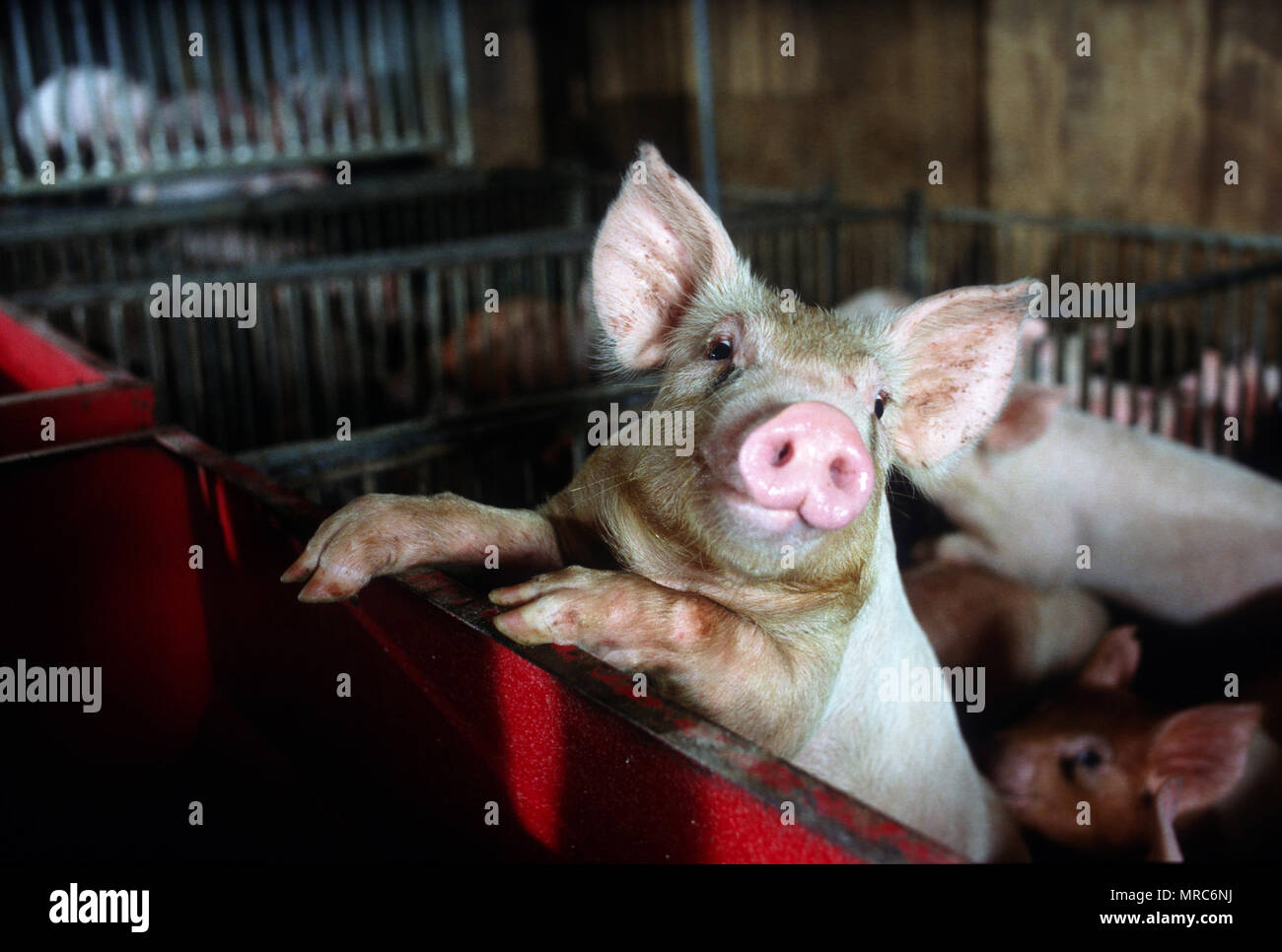 Danville, VA 2000//06/15 A baby pig at a hog farm in Southern Virginia ...