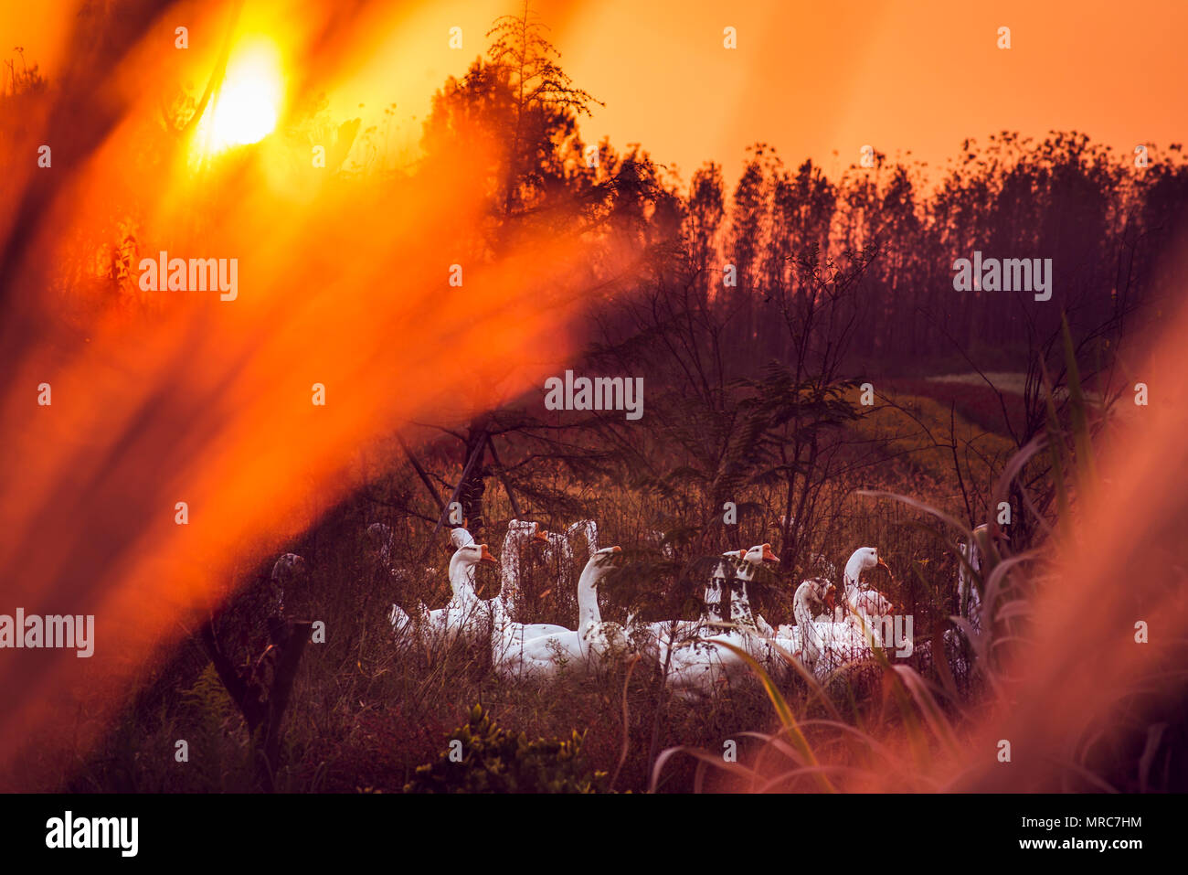 Gooses and sunset Stock Photo - Alamy