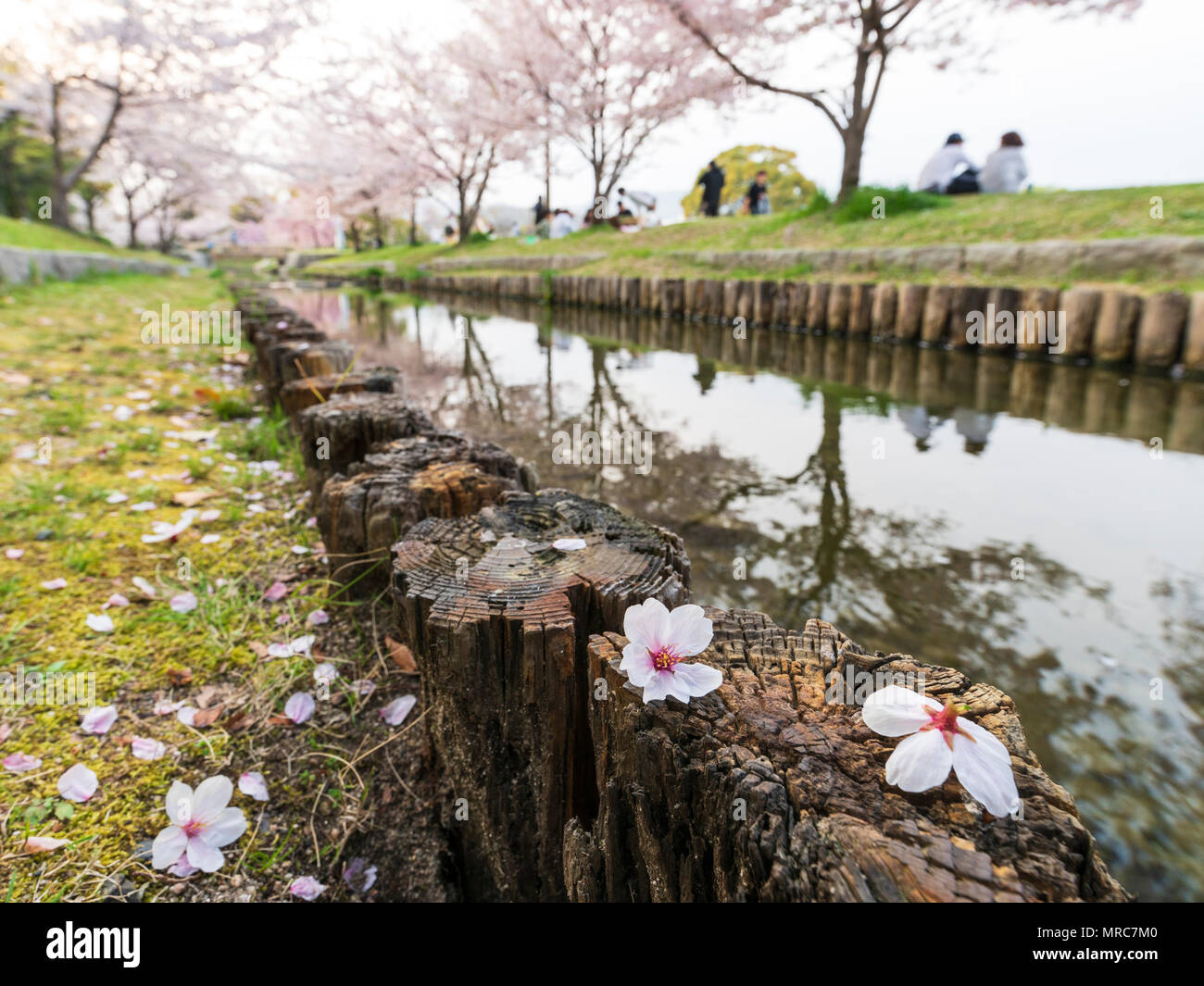 Gathering under trees hi-res stock photography and images - Alamy