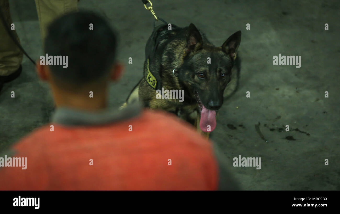 A military policeman conducts military working dog bite training aboard ...