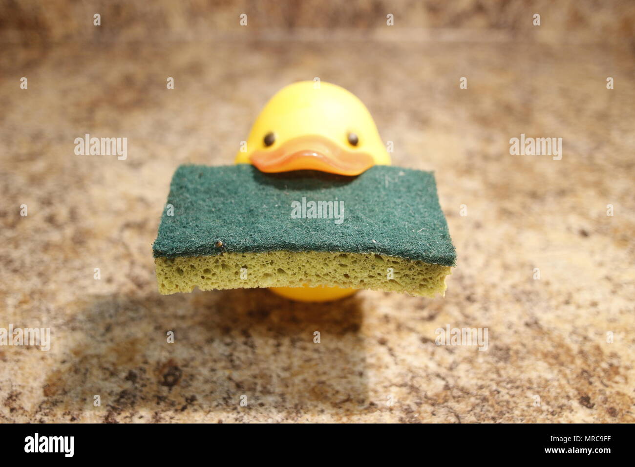 Rubber duck sponge cutout hi-res stock photography and images - Alamy