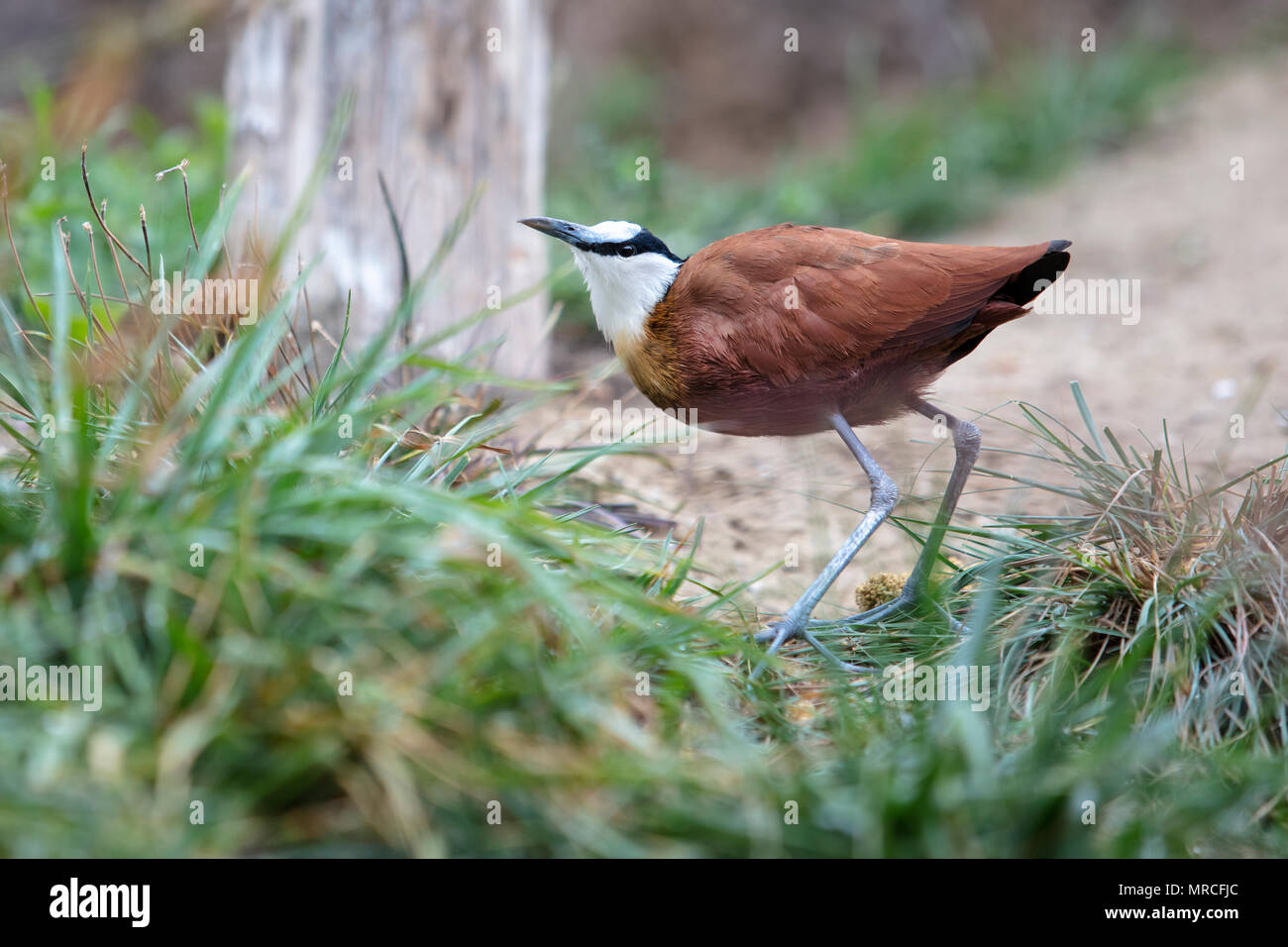 Afrian Jacana bird standing on a path in grassy area Stock Photo - Alamy