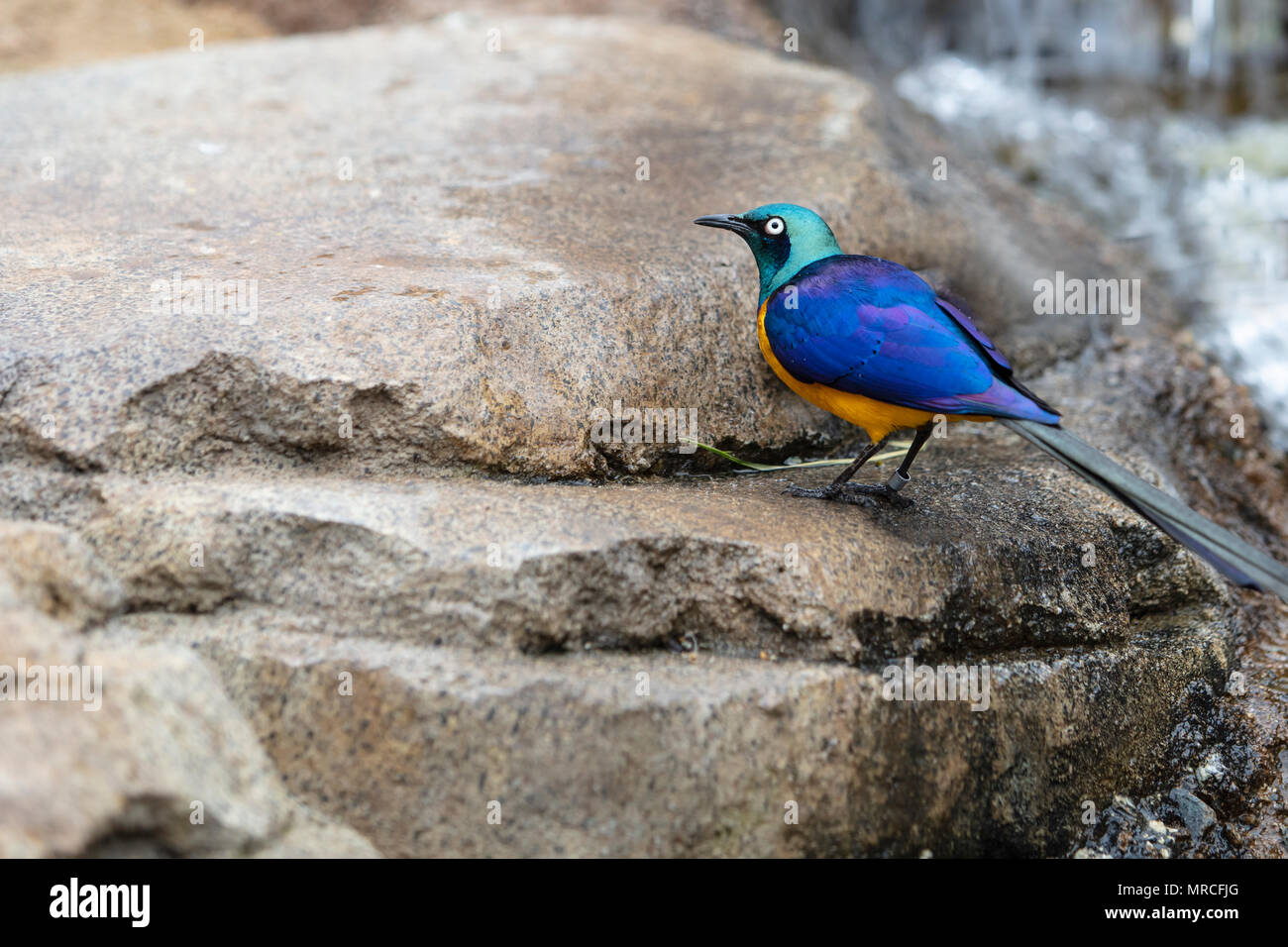 Blue and Gold colorful Gold Breasted Starling from Africa Stock Photo ...