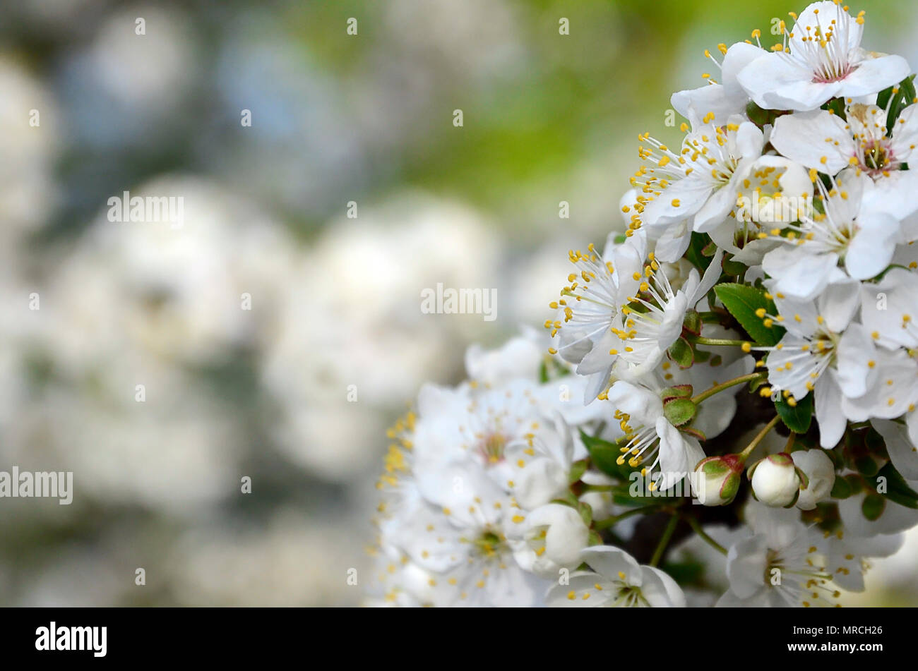Flowering branch of apricot tree. Early flowering of trees in April ...