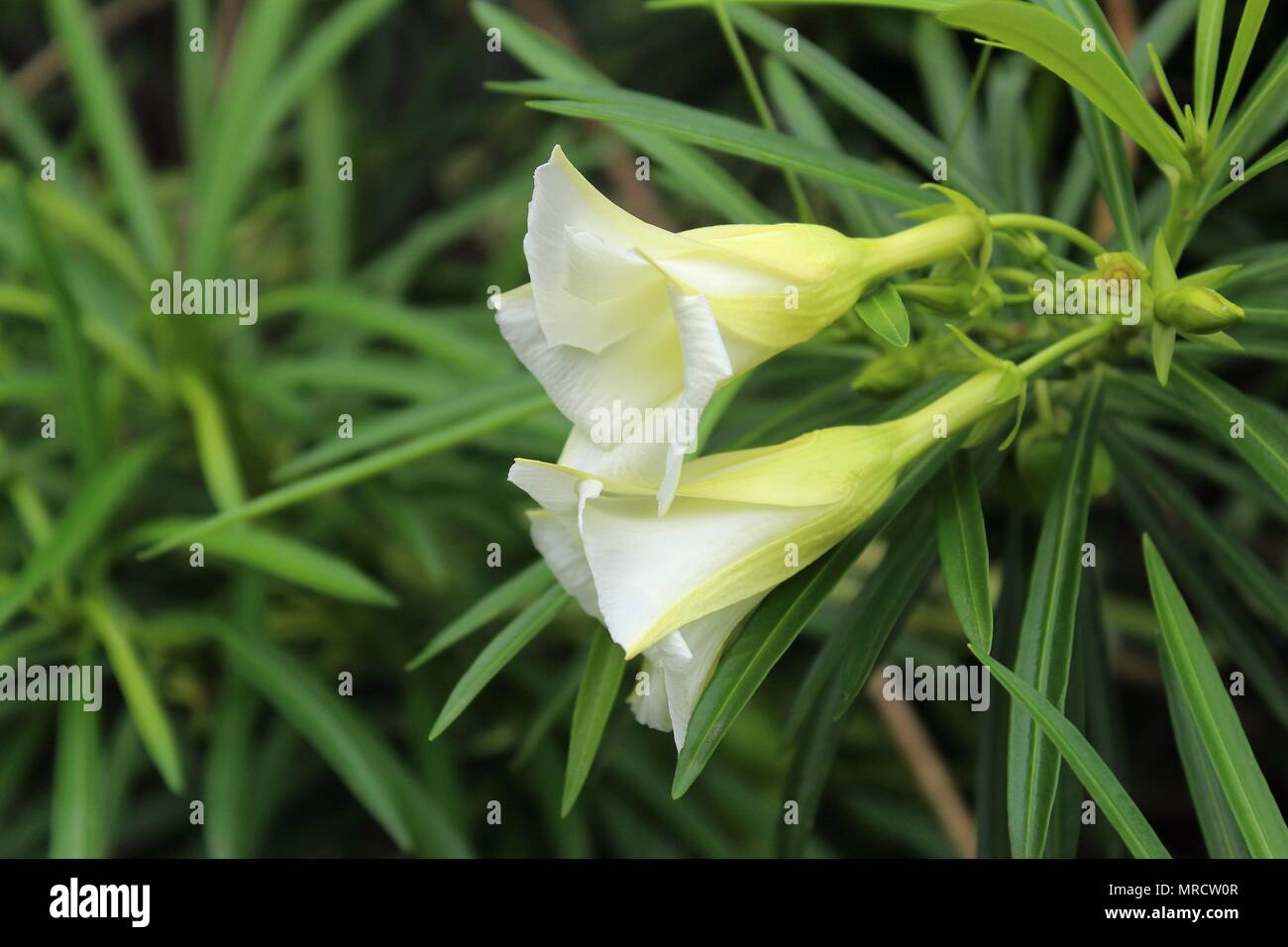 Close up White Cascabela thevetia flower Stock Photo - Alamy