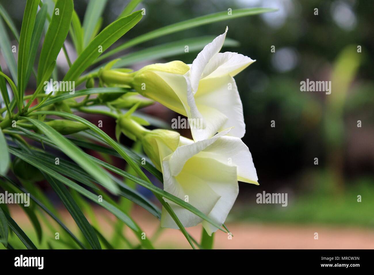 Close up White Cascabela thevetia flower Stock Photo - Alamy