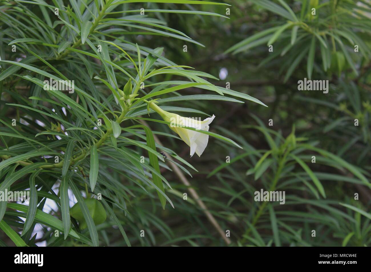 Close up White Cascabela thevetia flower Stock Photo - Alamy