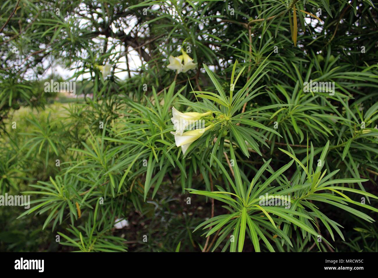 Thevetia Peruviana White